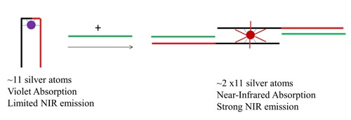 Silver clusters as both chromophoric reporters and DNA ligands ...