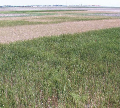 Replacing Fallow with Continuous Cropping Reduces Crop Water ...