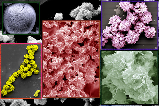 Temperature-dependent morphology of hybrid nanoflowers from elastin ...