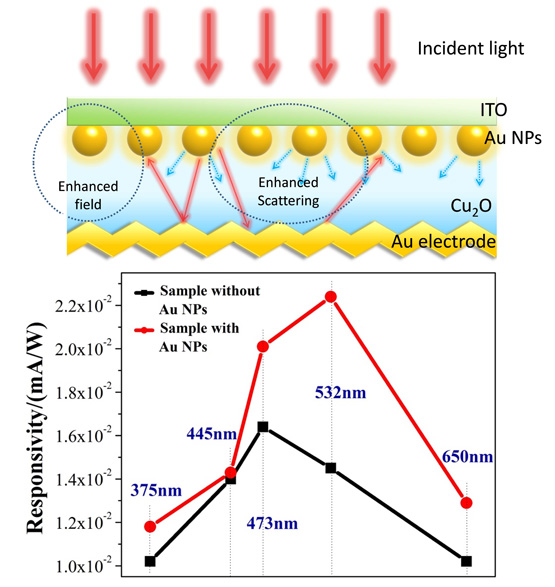 Sandwich-structured Cu2O photodetectors enhanced by localized surface plasmon resonances