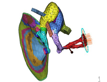 Statistical calibration of a finite element model for human middle ear