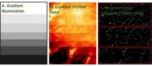 Development of targeted STORM for super resolution imaging of ...