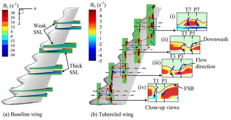 Leading-edge tubercles delay flow separation for a tapered swept-back ...