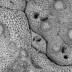 Quantitative 3D structural analysis of the cellular microstructure of ...