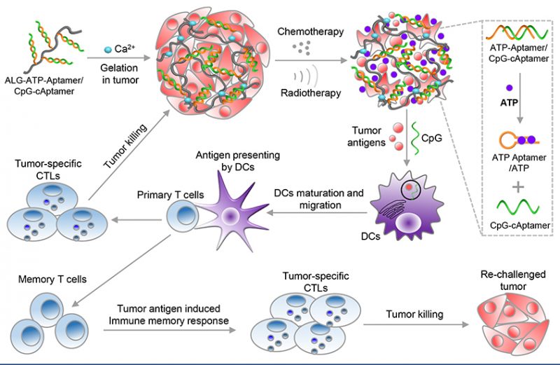 ATP-Responsive Smart Hydrogel Releasing Immune Adjuvant Synchronized ...