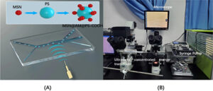 Acoustofluidic Chip Coupled with Ultrasonic Separation System for ...