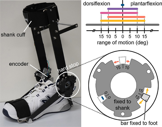 Preserving Gait with Limited Ankle Motion: Evidence for Functional ...